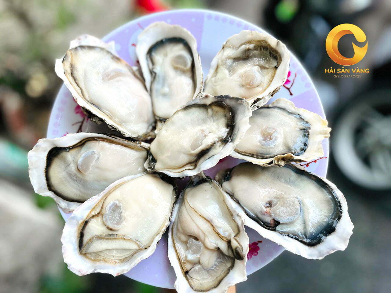 Hàu Sữa Hàn Quốc | Hải Sản Vàng - Gold Seafood
